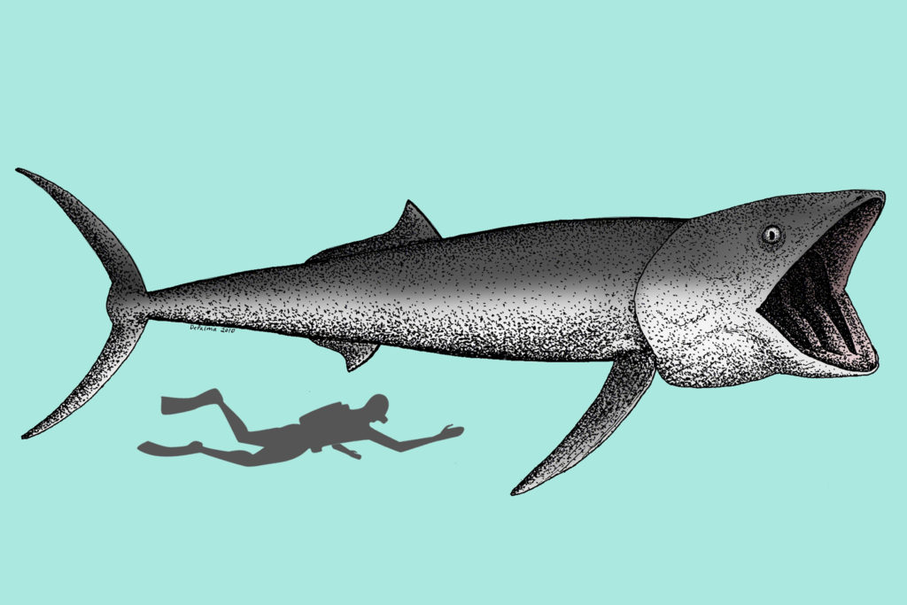 KU researchers gain new insights from fossil that KU has had for ...